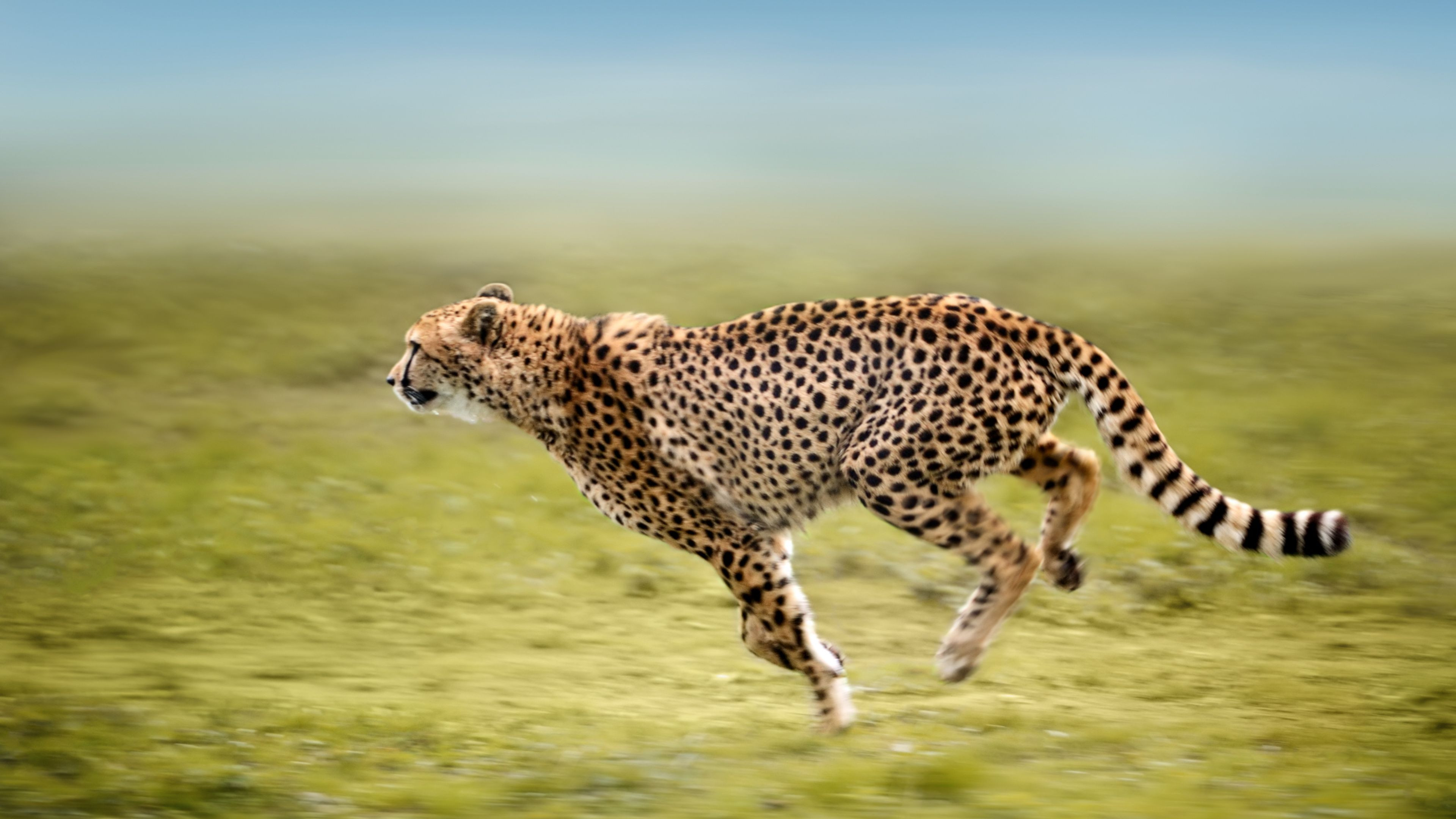 Study of homologous and analogous organs in plants and animals