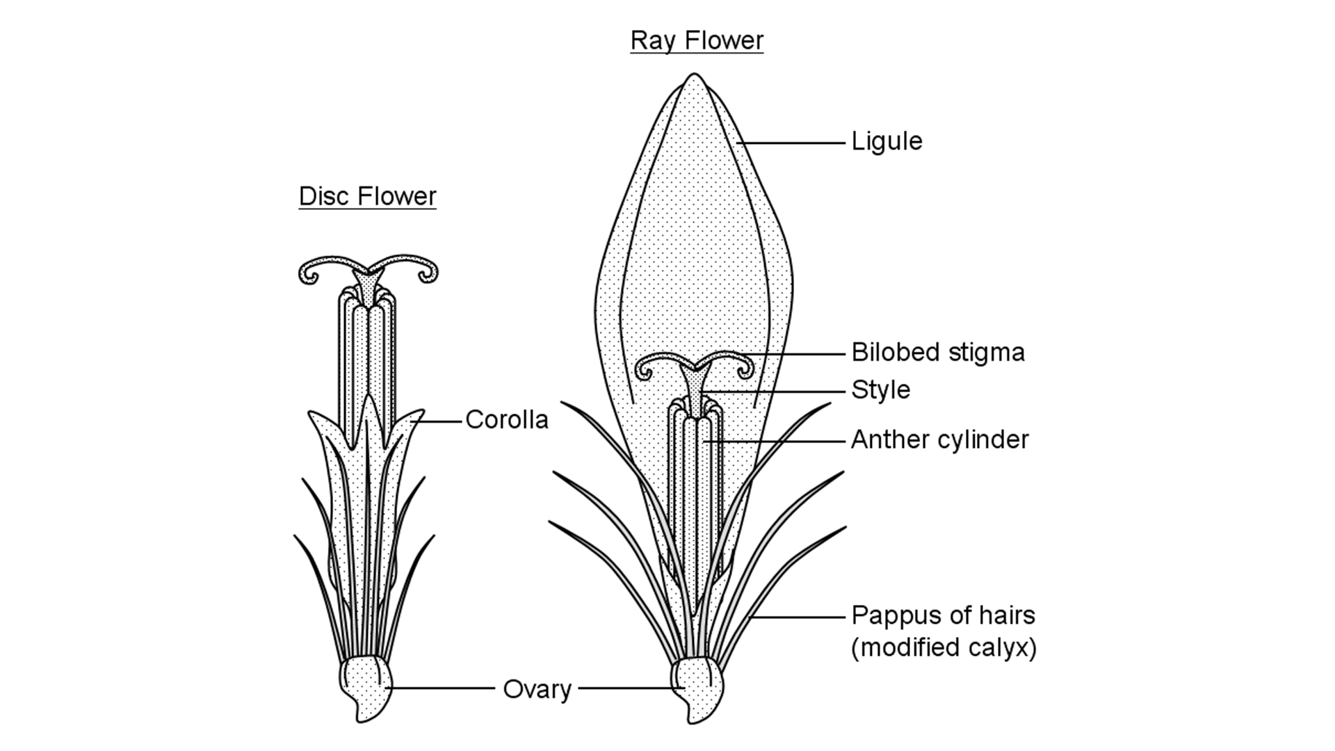 Q20. Ray florets have