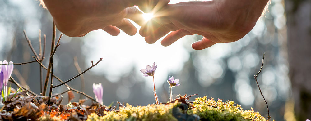 Nature & wellbeing in NZ – case study ideas please