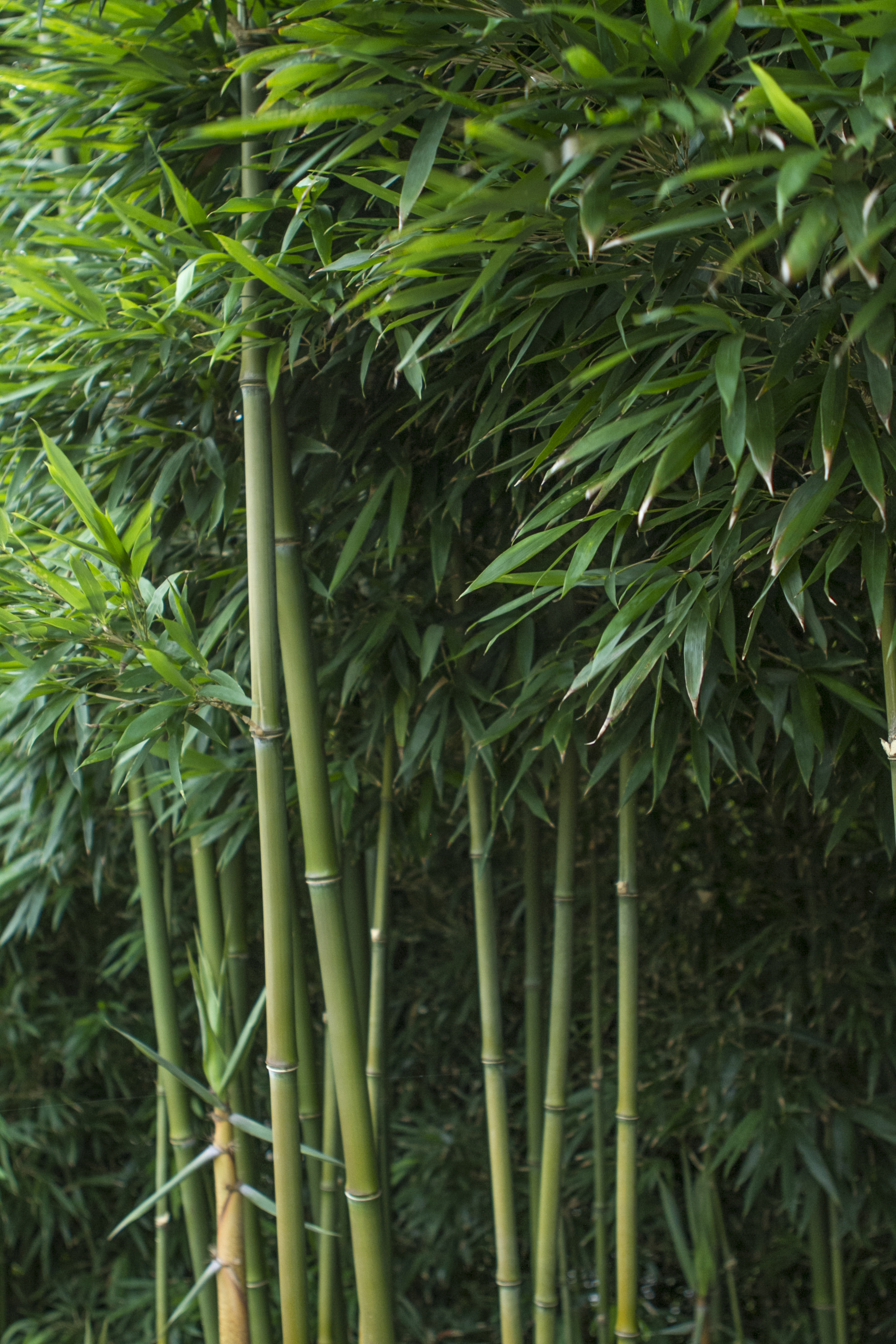 Temple Green Bamboo | Bamboo Down Under