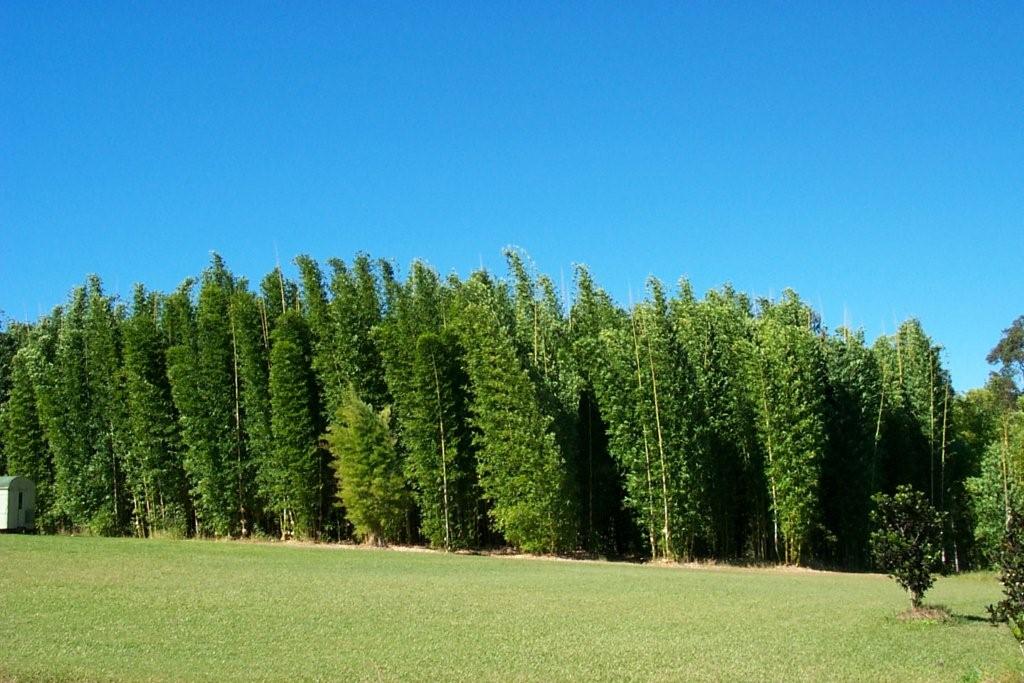 Oldhamii Bamboo | Bamboo Down Under