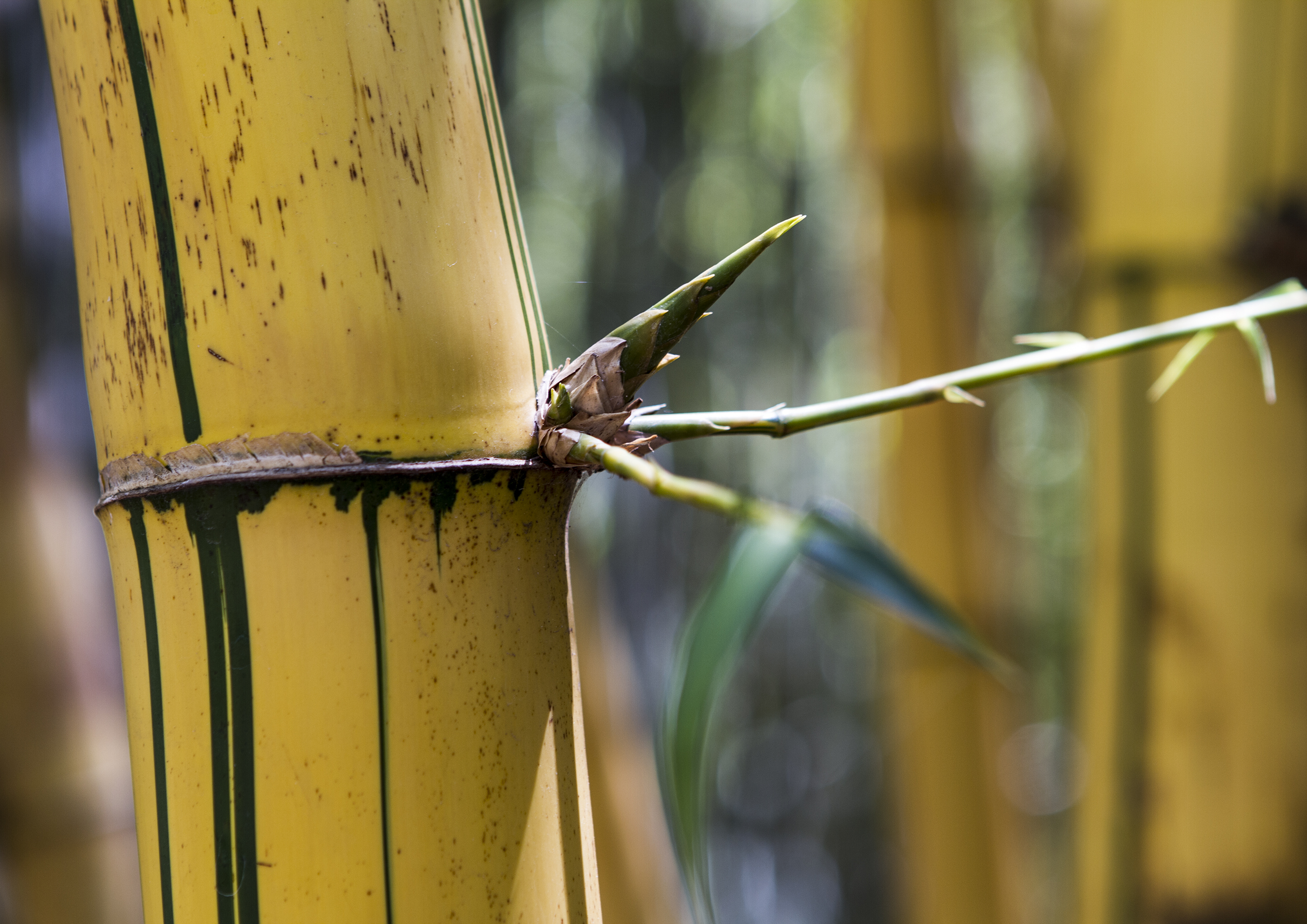 Gold Painted Bamboo | Bamboo Down Under
