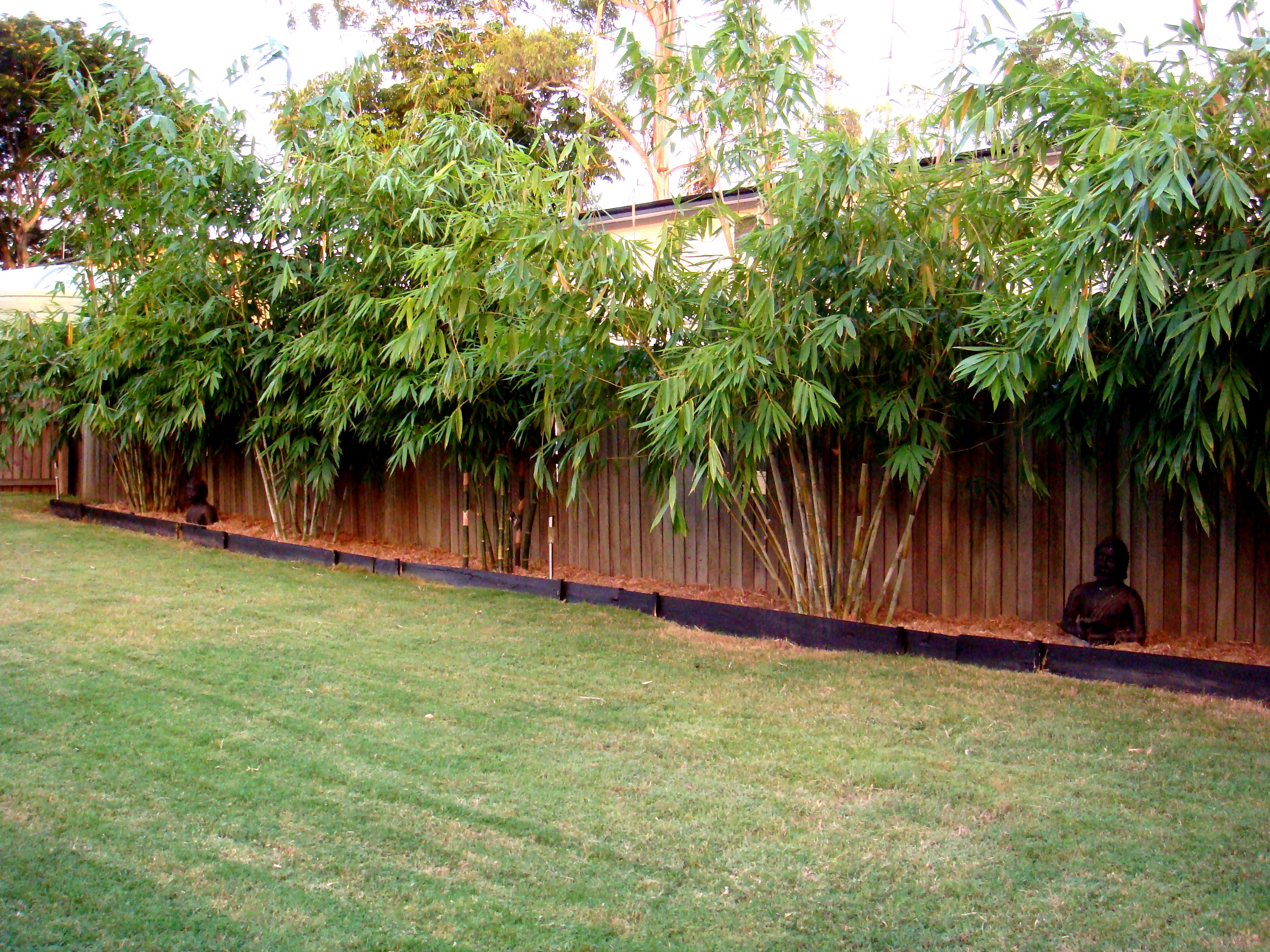 Ghost Bamboo | Bamboo Down Under