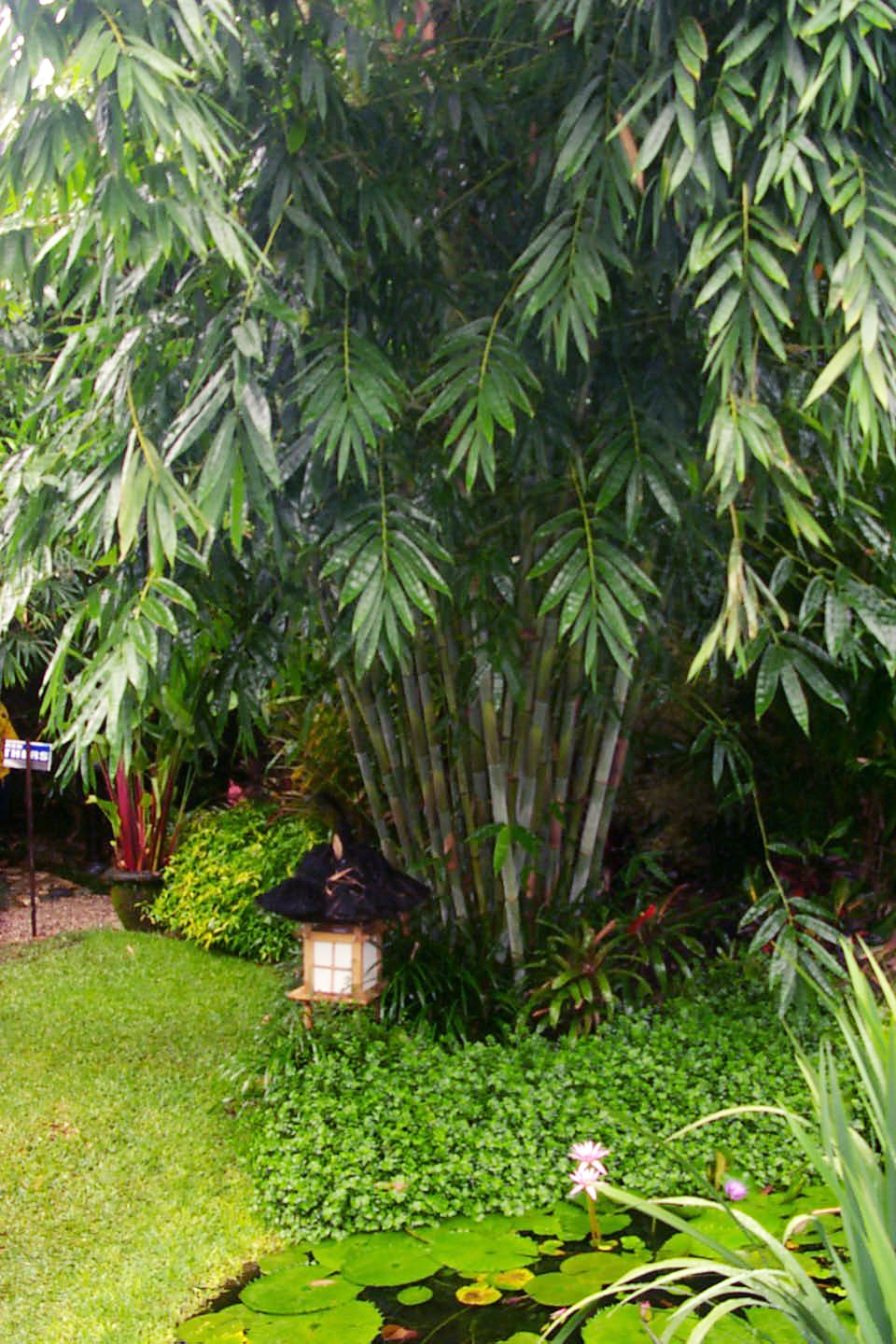 Ghost Bamboo | Bamboo Down Under