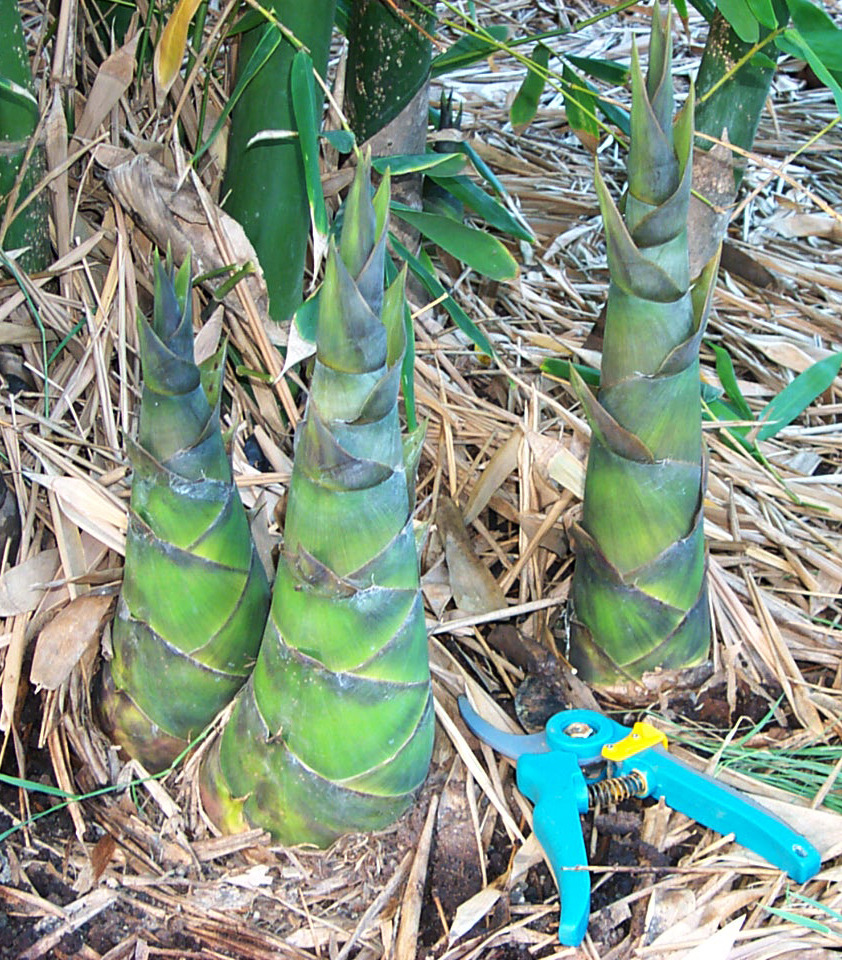 Oldhamii Bamboo | Bamboo Down Under