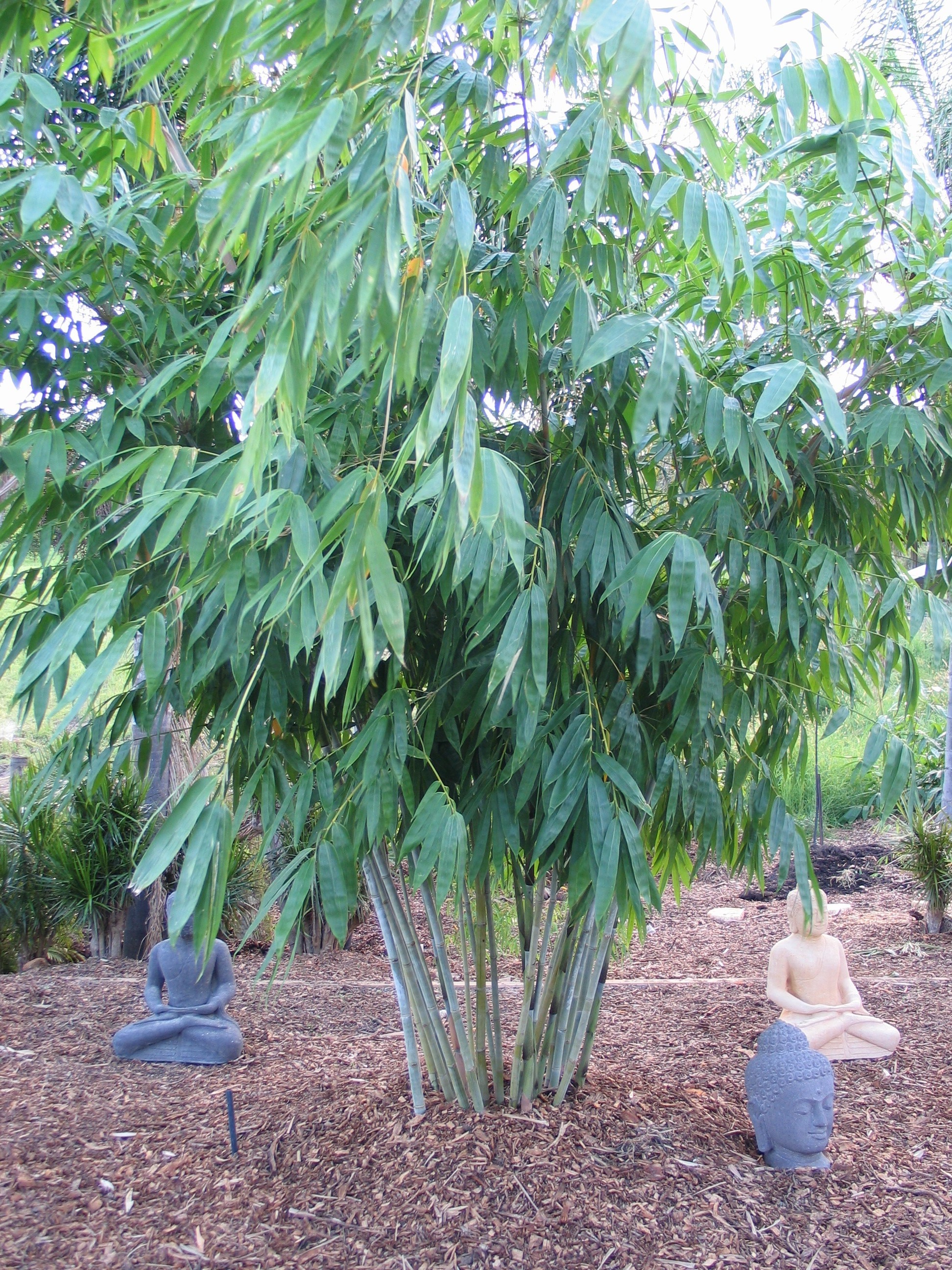 Ghost Bamboo | Bamboo Down Under