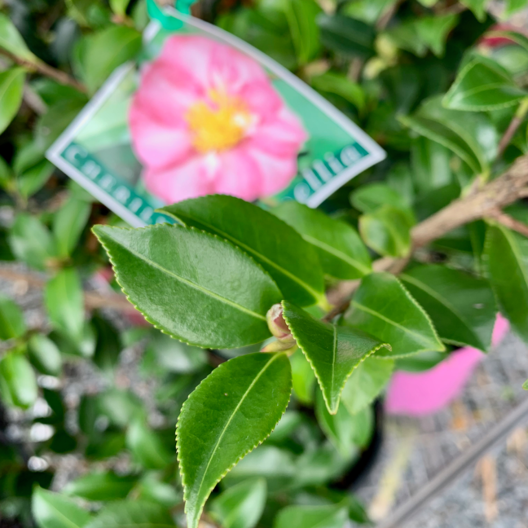 Camellia Sasanqua - the Perfect Blend of Foliage and Flowers