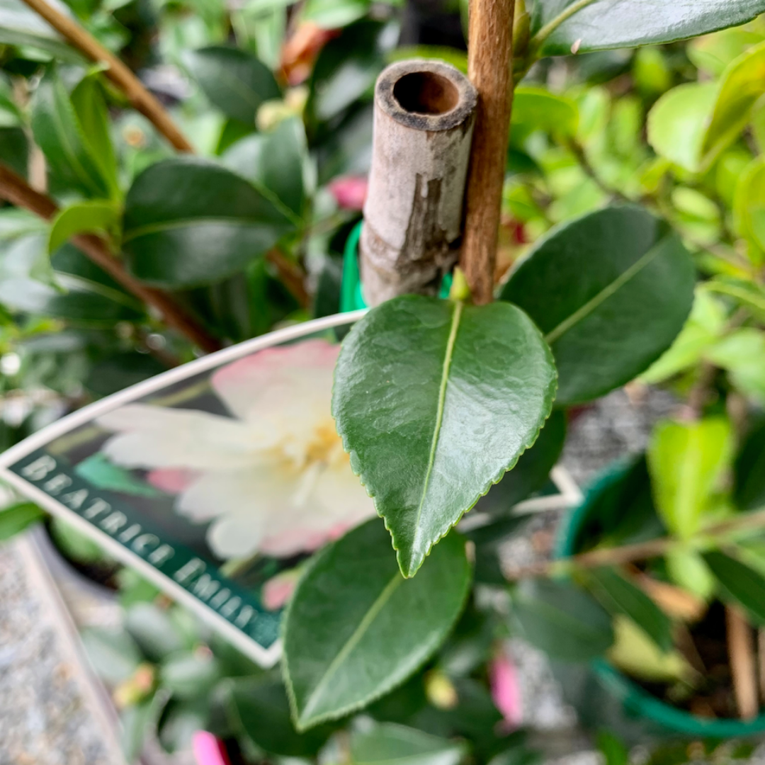 Camellia Sasanqua - the Perfect Blend of Foliage and Flowers
