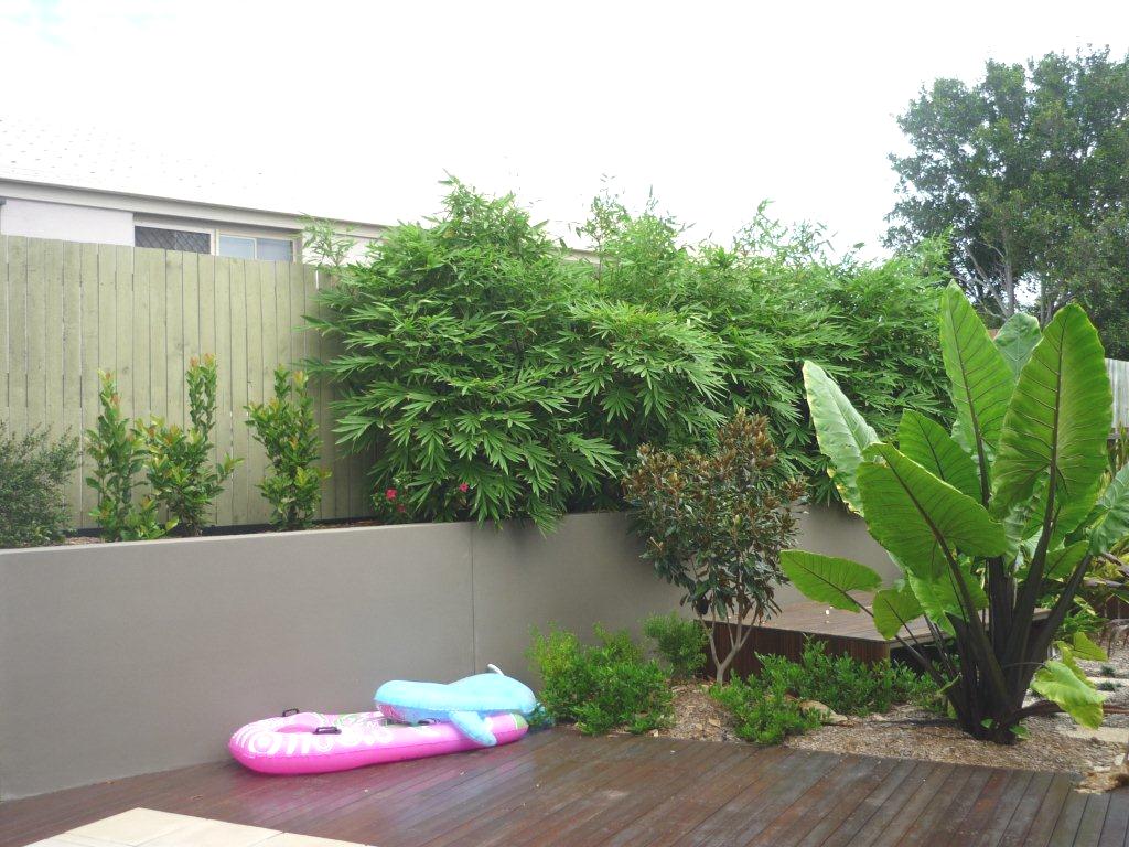Chinese Dwarf Bamboo | Bamboo Down Under
