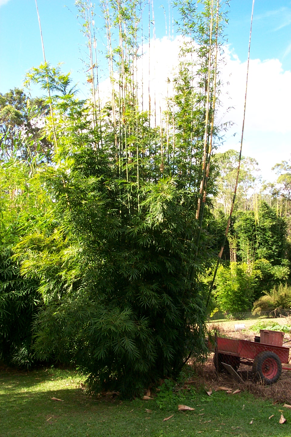 Fusca Bamboo | Bamboo Down Under