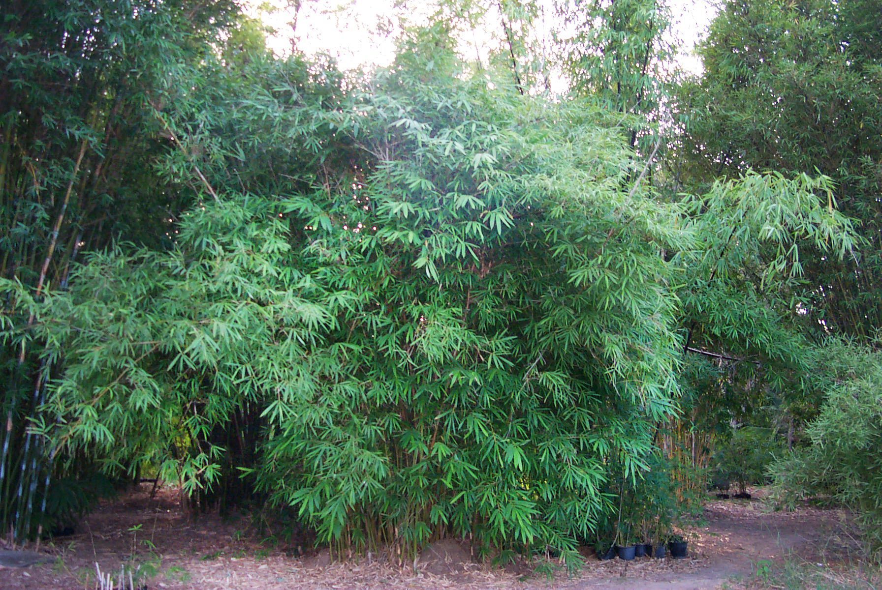 Malay Dwarf Green Bamboo | Bamboo Down Under