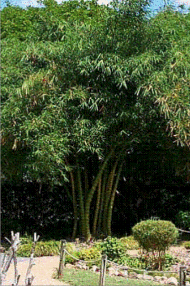 Giant Buddha Belly Bamboo | Bamboo Down Under