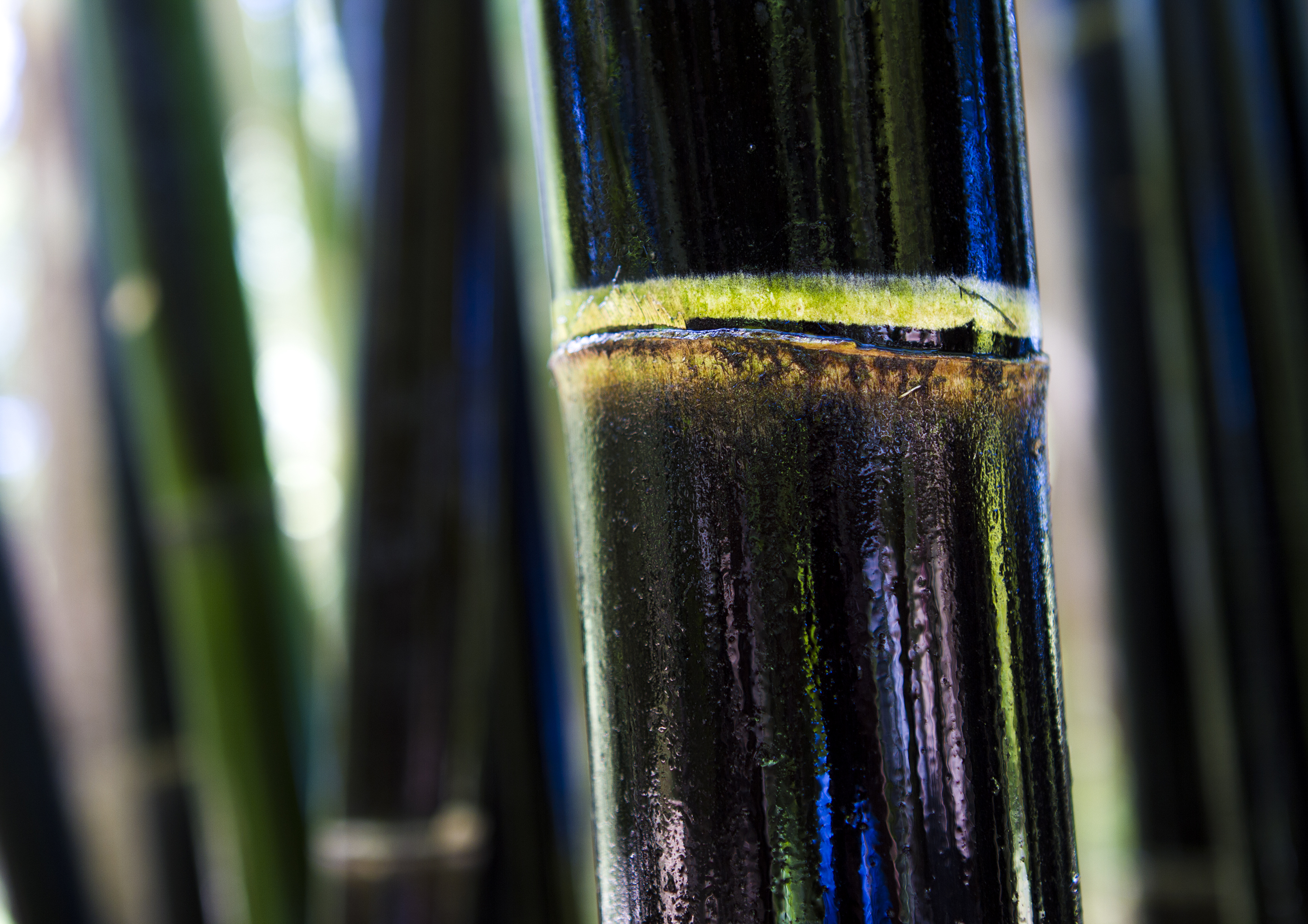 Timor Black Bamboo | Bamboo Down Under