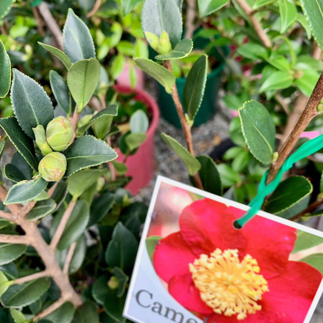 Camellia Sasanqua - the Perfect Blend of Foliage and Flowers