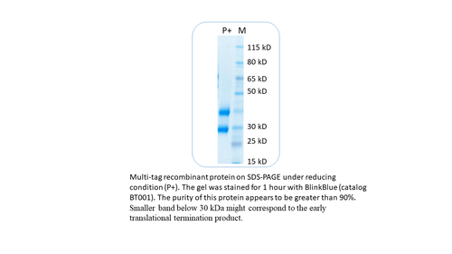 Recombinant Human IgG1-Fc with multiple tags protein | BioTimes