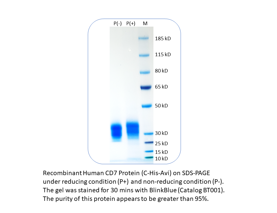 Human CD7 Protein (C-His-Avi) | BioTimes