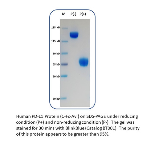 Human PD-L1 Protein (C-Fc-Avi) | BioTimes