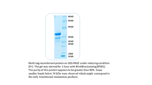 Recombinant GST with multiple tags protein | BioTimes
