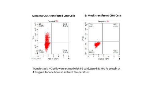 PE Conjugated Human BCMA Protein (C-Fc) | BioTimes