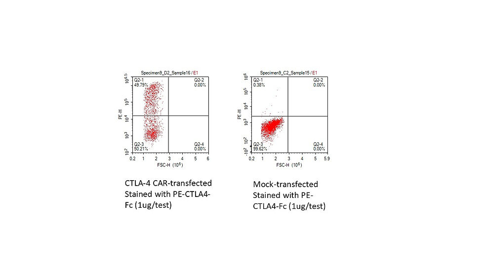PE Conjugated Human CTLA4 protein (C-Fc) | BioTimes