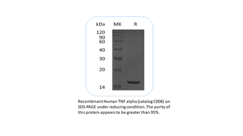 Recombinant Human TNF-alpha Protein | BioTimes