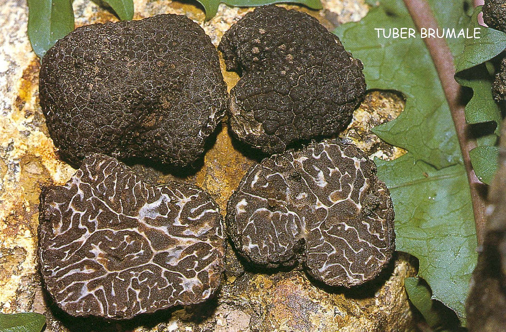 What you should know about tuber brumale and tuber melanosporum.