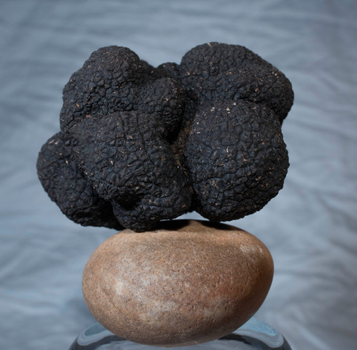 Class One Truffles | Fish River Truffles