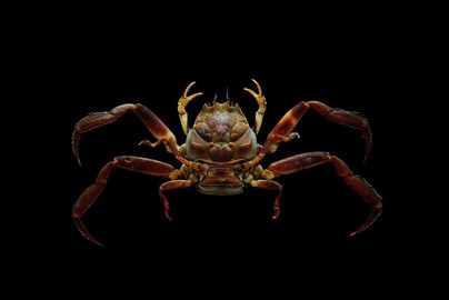 What the Heike are Heikegane crabs? – the five double-Us