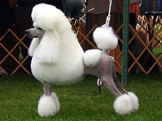 De poodle de madame à amante do rei