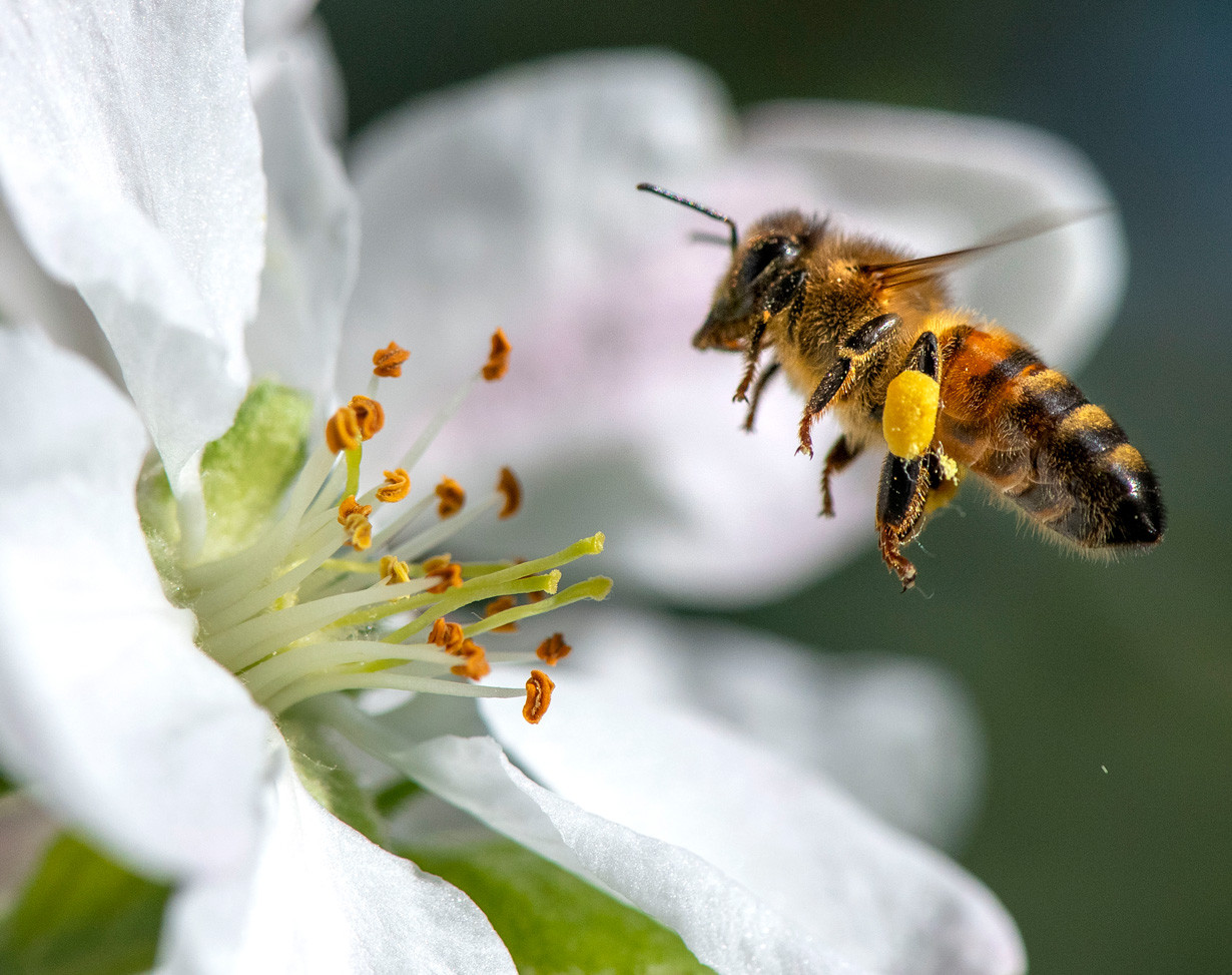 "Bee" Friendly | My Neighbor's Hive