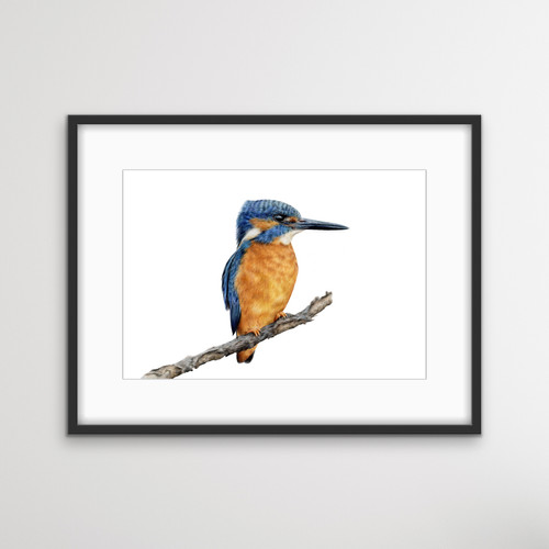 Kingfisher Study | bethanyvere