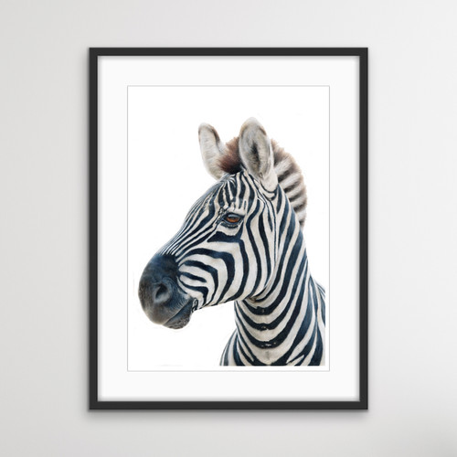 Zebra Study | bethanyvere