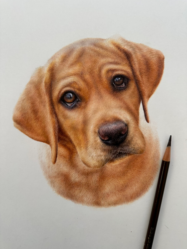 Red Fox Labrador Puppy Masterclass | bethanyvere