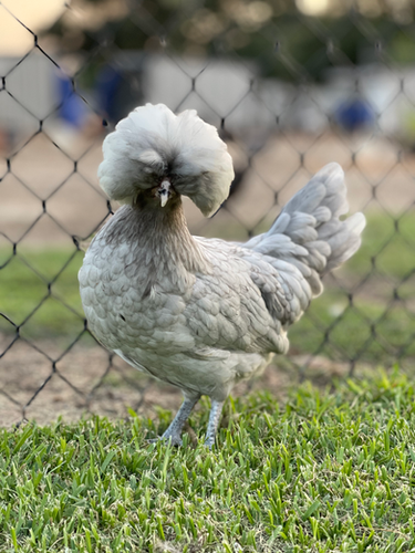 White Crested Blue Polish Pullets | SeaBreeze Hens