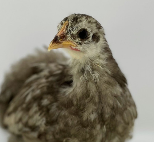 Two Week Old Exceptionally Rare Breed Pullet Chicks - | SeaBreeze Hens