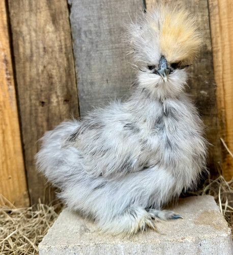 Platinum Splash Bearded Bantam Silkie Straight Run Chicks | SeaBreeze Hens