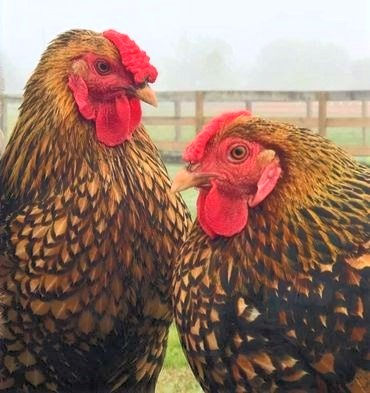 Chickens For Sale Online Order | SeaBreeze Hens 5/11