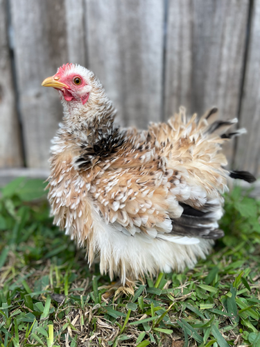 Frizzle Calico Bantam Cochin Chicks | SeaBreeze Hens