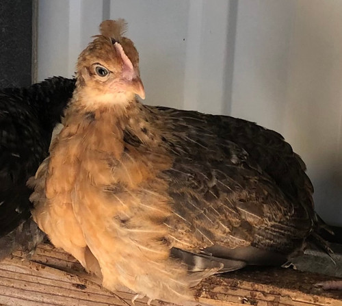 Three Week Colored Egg Layer Pullet Chicks - Jan 24 | SeaBreeze Hens