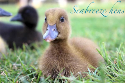 Pekin Ducklings - Sexed | SeaBreeze Hens