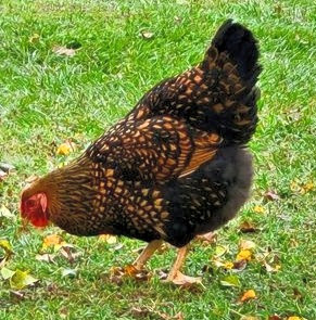 Gold Laced Wyandotte Pullets | SeaBreeze Hens