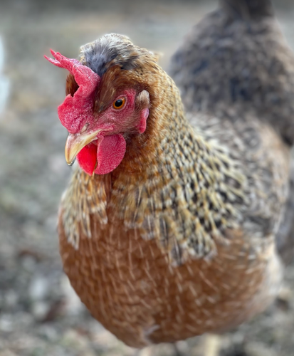 Partridge Olive Egger Pullets | SeaBreeze Hens