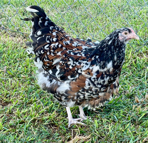 English Calico Orpington Chicks - Straight Run | SeaBreeze Hens