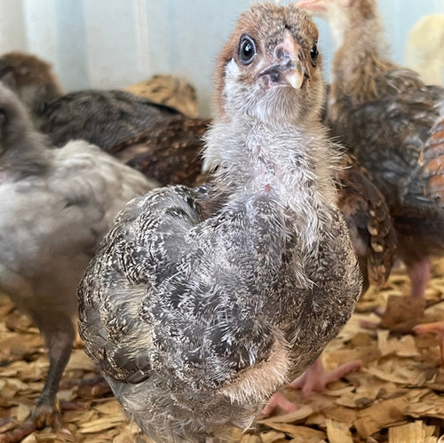 Three Week Old Rare Breed Pullet Chicks- Oct 15 Hatch | SeaBreeze Hens