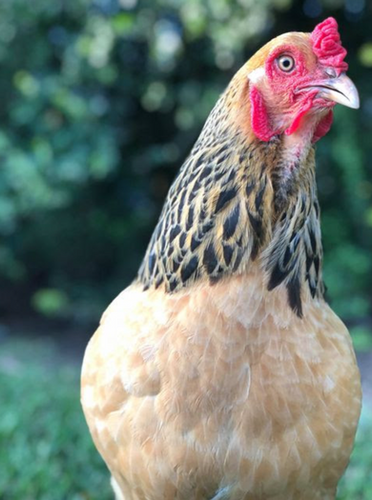 Buff Brahma Pullets | SeaBreeze Hens