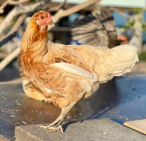 Prairie BlueBell Egger™ Pullet | SeaBreeze Hens