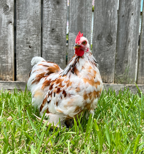 Calico Bantam Cochin Rooster | SeaBreeze Hens