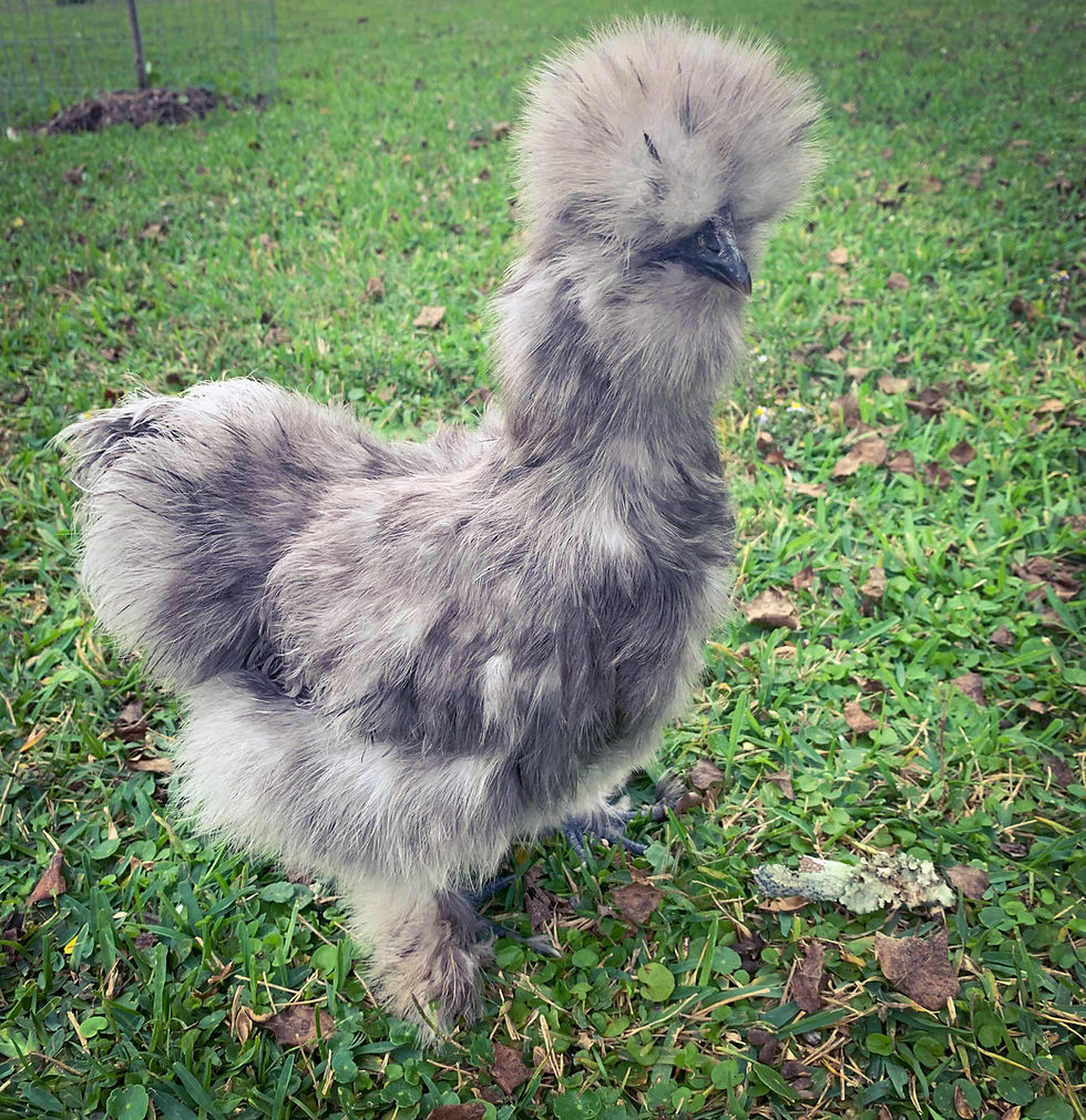 Blue Bearded Bantam Silkie Straight Run Chicks | SeaBreeze Hens