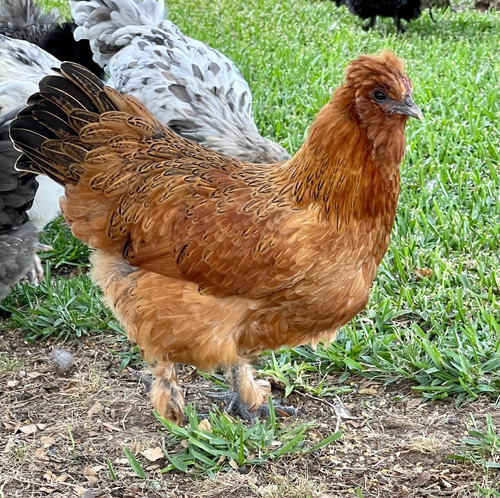 Laying Silchin Hen | SeaBreeze Hens