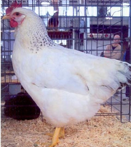 Delaware Pullets | SeaBreeze Hens